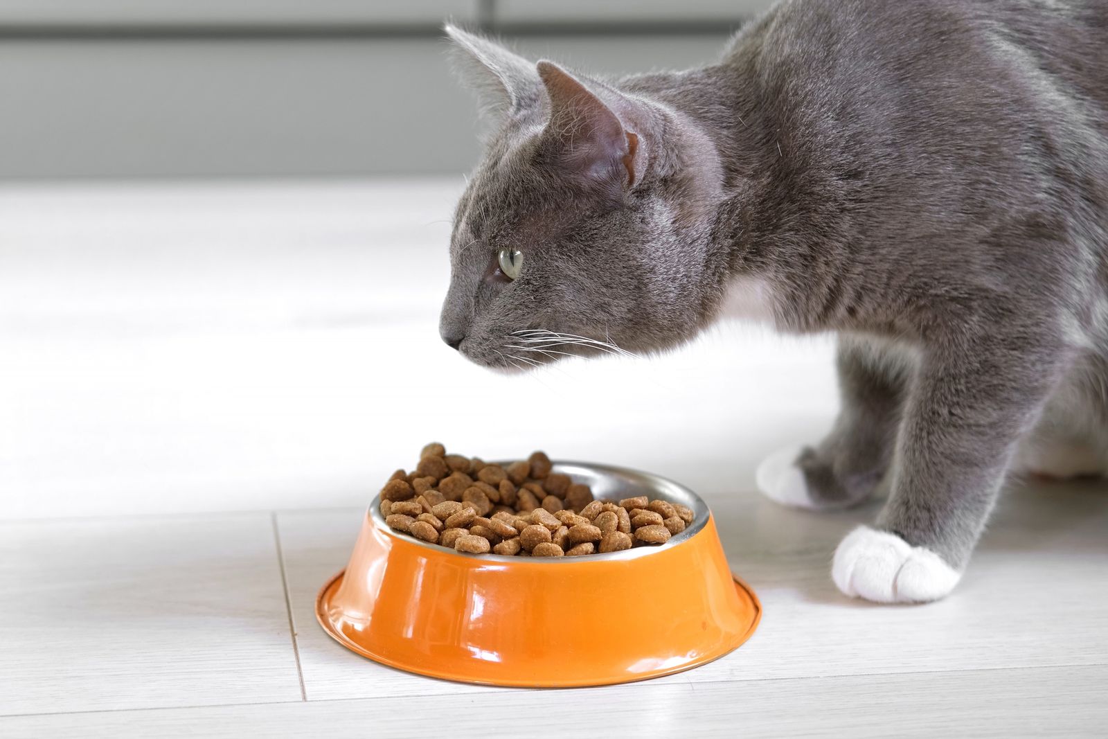 These organizations are creating a national pet food bank, with need ...