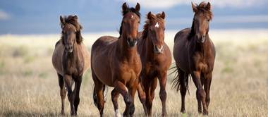 Home [humanecanada.ca]