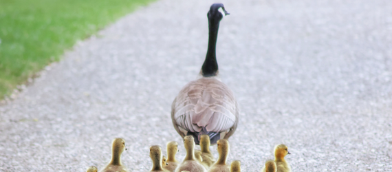 Ontario woman is calling for action after police car hit a family of ...