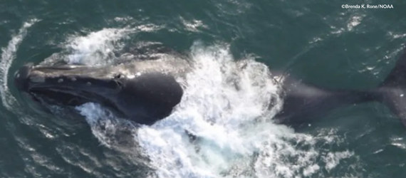 One of world's rarest whales sighted off California coast - Humane Canada