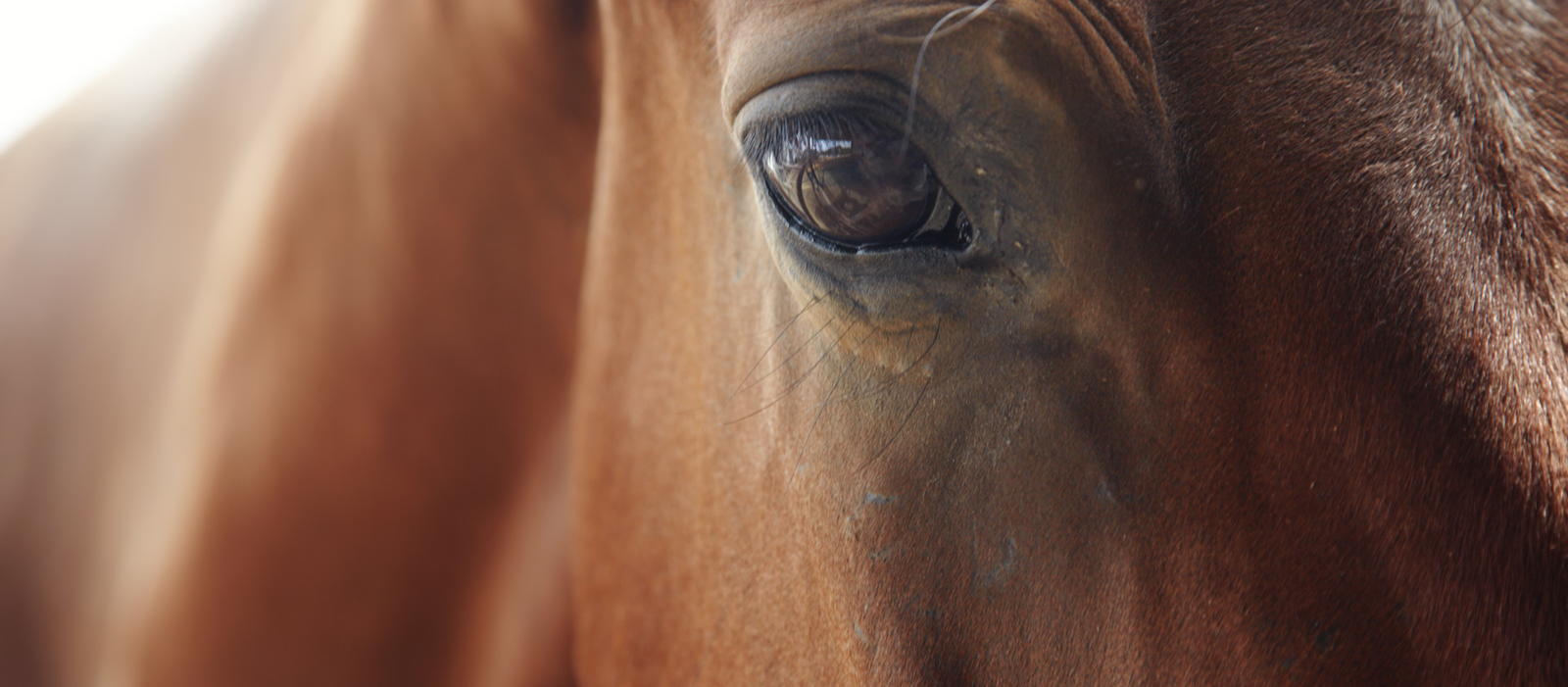 Horse euthanized on Day 9 of Calgary Stampede, marking the 4th animal ...