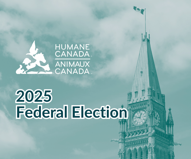 2021 Canadian Animal Shelter Statistics Report